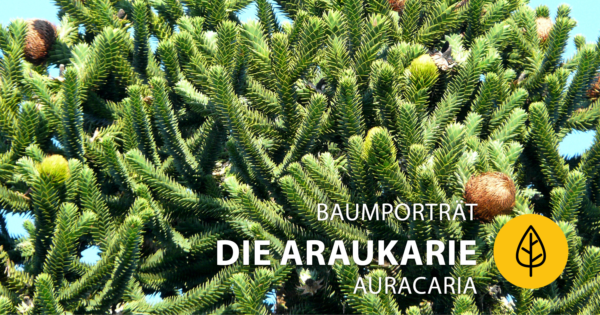Die Araukarie | Baumporträt | DrechslerMagazin