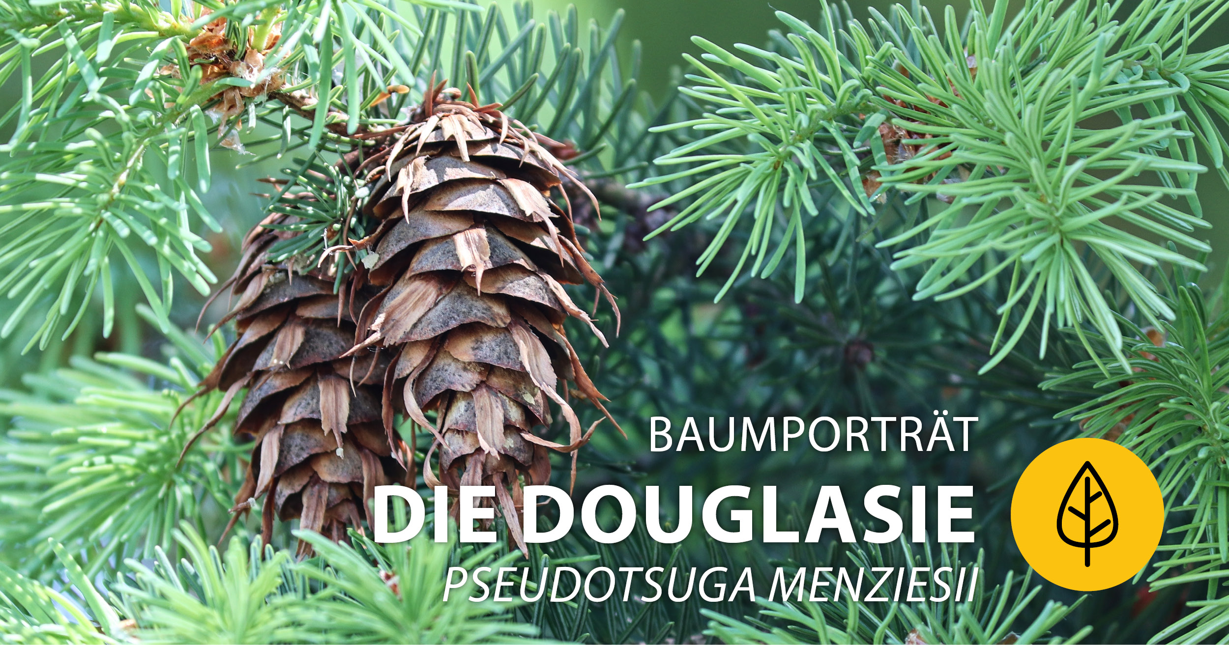 Die Gewöhnliche Douglasie | Baumporträt | DrechslerMagazin